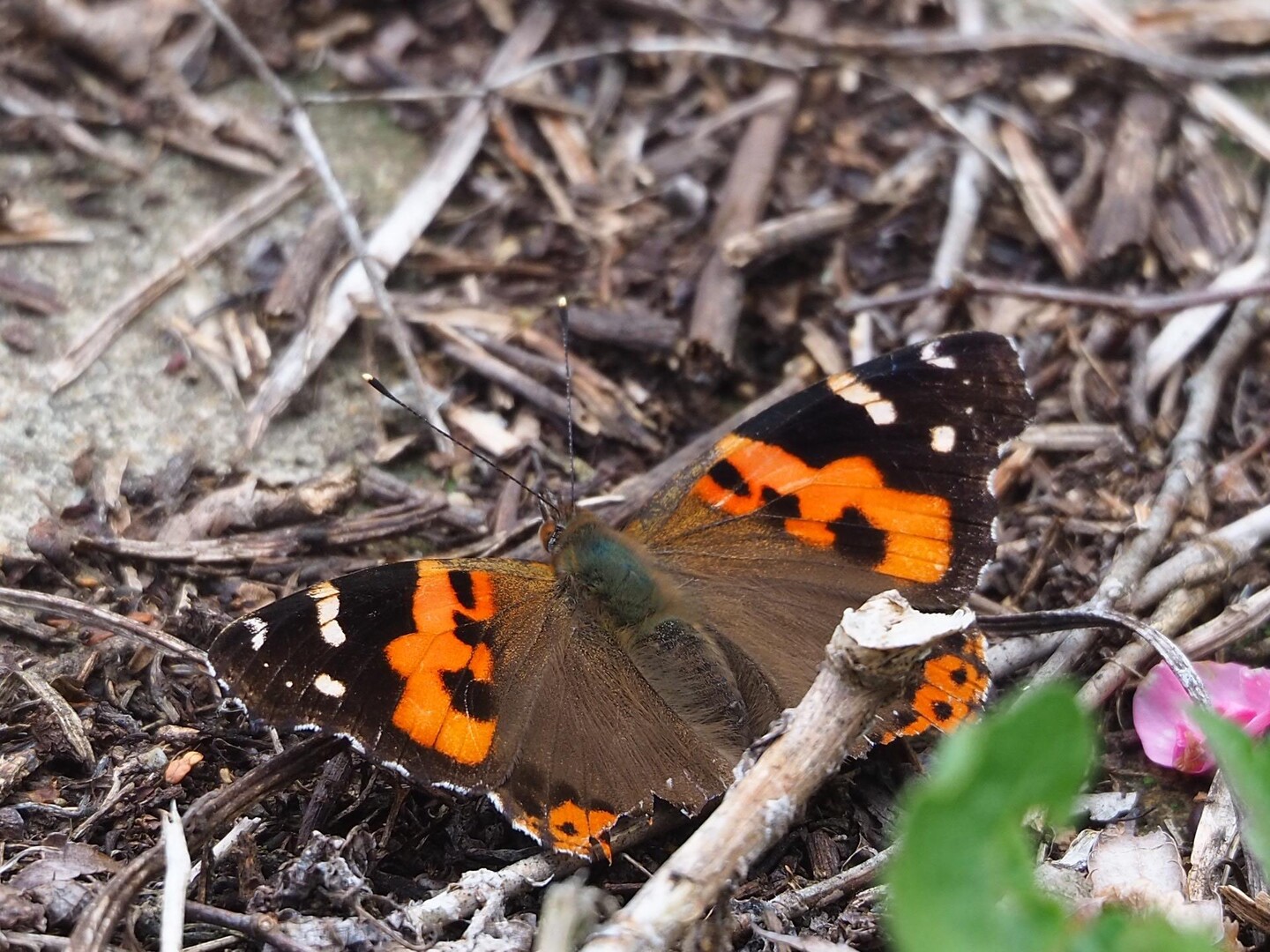 ⚮̈アカタテハ 前翅長3.5cm ... / Hana さんのモーメント | YAMAP / ヤマップ