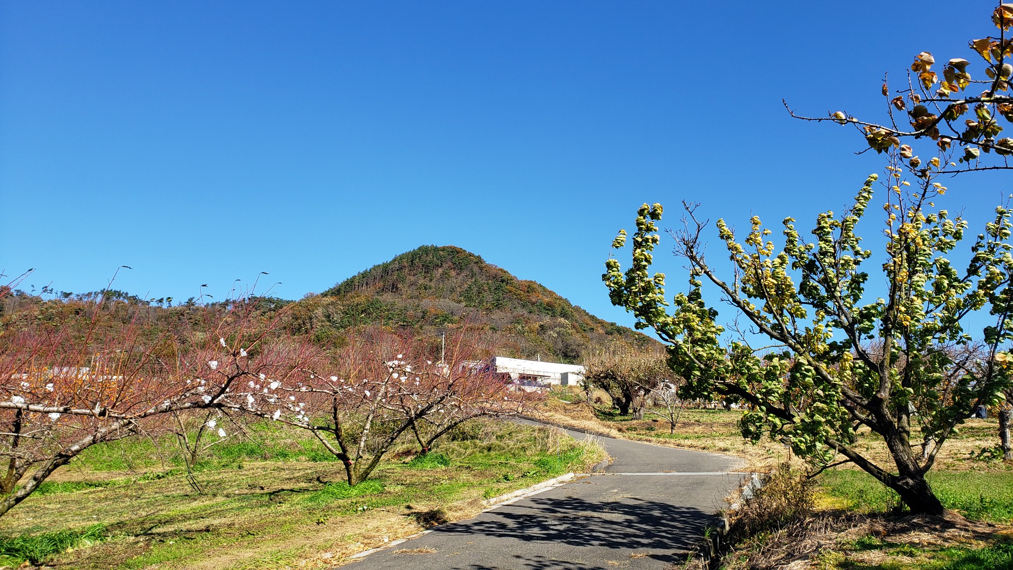 厚樫山 / mozuさんの福島市の活動データ | YAMAP / ヤマップ