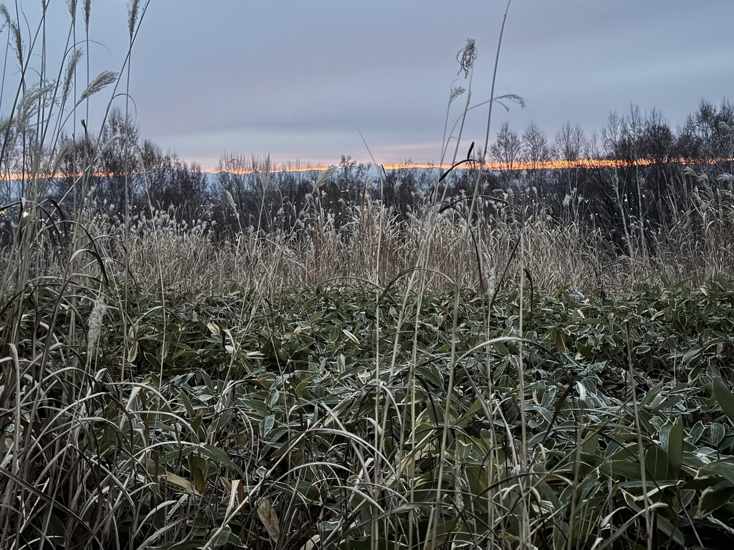 焼山 / dadswebさんの白旗山の活動データ | YAMAP / ヤマップ