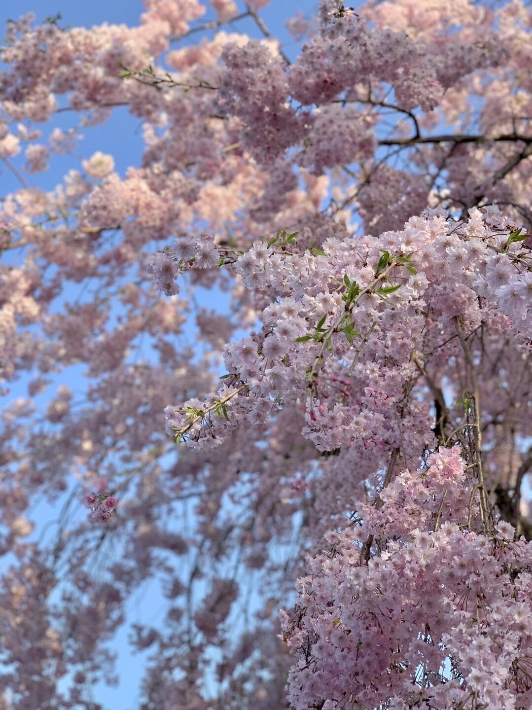 三多気の桜🌸散る前に間に合ったー‼︎ ... / T-boyさんのモーメント | YAMAP / ヤマップ