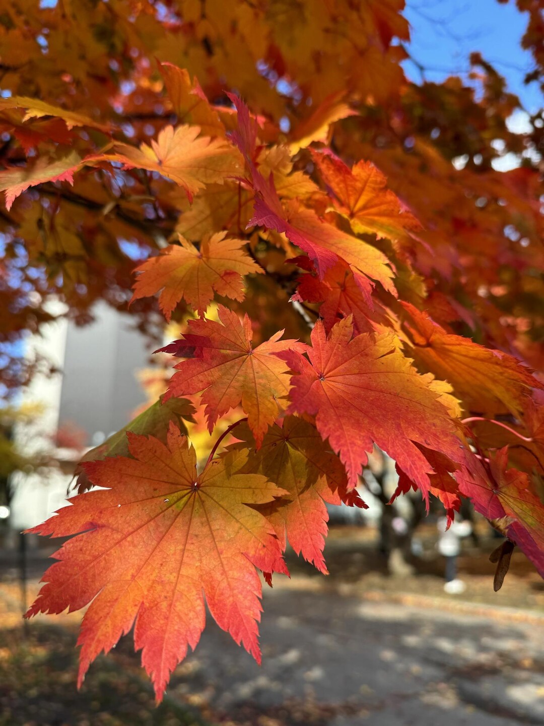 ハウチワカエデ（羽団扇楓） 北海道に来て... / 春紫苑さんのモーメント | YAMAP / ヤマップ