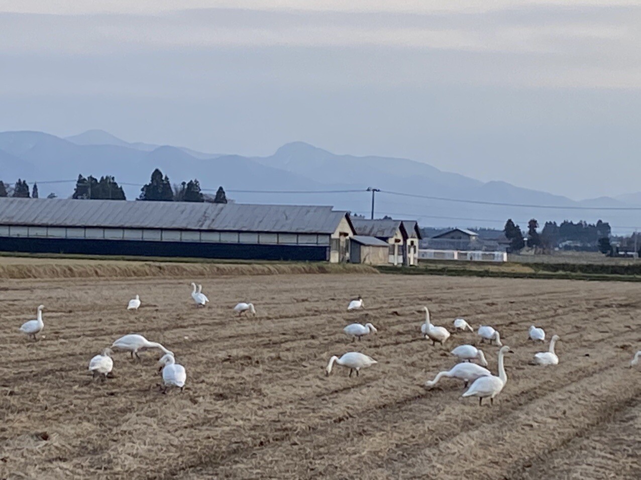 仕事帰り、田んぼにハクチョウが落穂拾いを... / papaさんのモーメント | YAMAP / ヤマップ