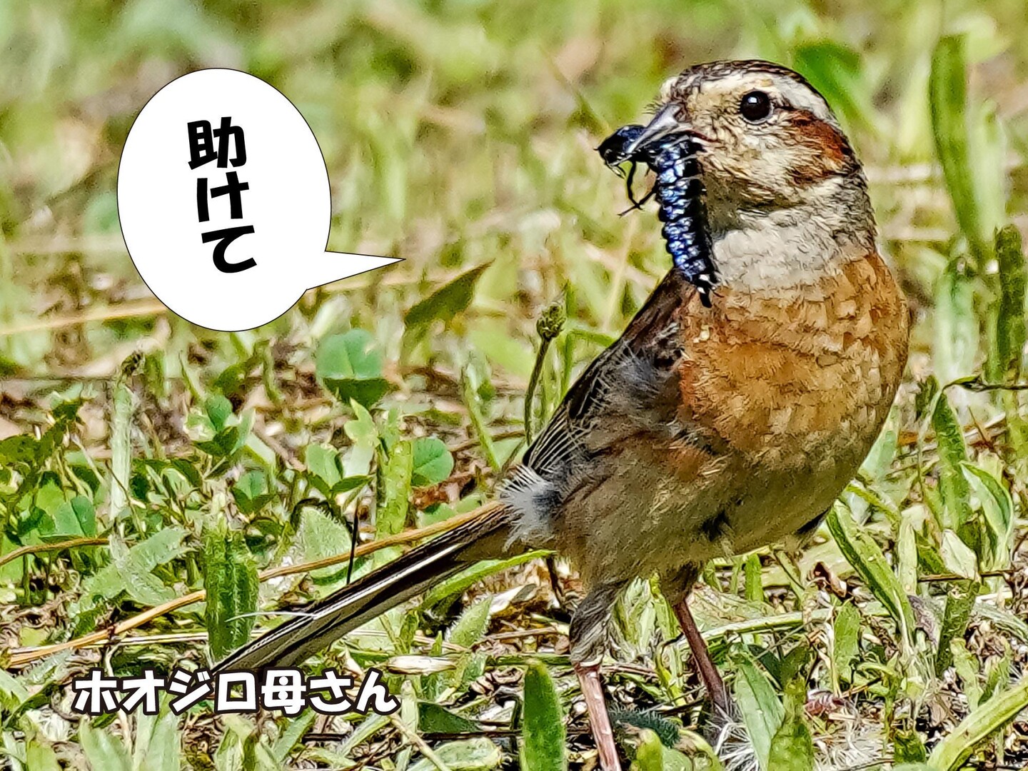 夏場の快晴は、景色が綺麗だけど、暑い😡... / 😺Sammyさんのモーメント | YAMAP / ヤマップ