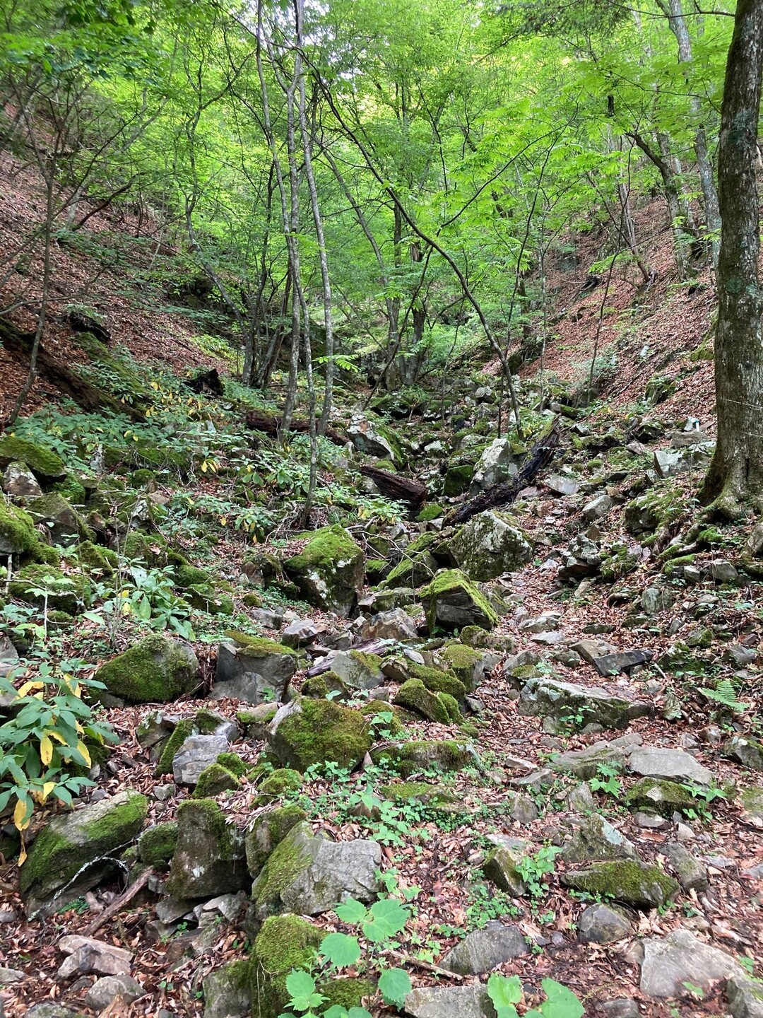 三頭山（東峰・中央峰・西峰）〜大沢山 / Nano Yamazukiさんの三頭山・槇寄山・土俵岳の活動データ | YAMAP / ヤマップ