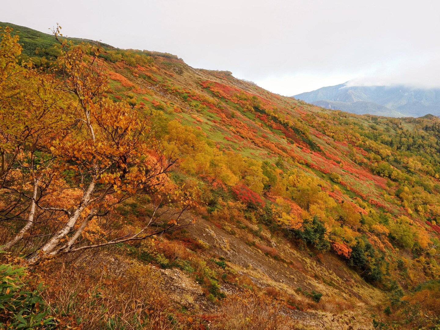 青空を求めて②赤岳・白雲岳 / capetaさんの大雪山系・旭岳・トムラウシの活動データ | YAMAP / ヤマップ
