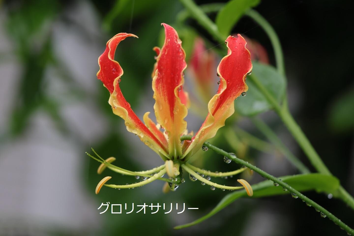 今日も雨 雨ならこれ！ 傘さして庭の花を... / miippさんのモーメント | YAMAP / ヤマップ