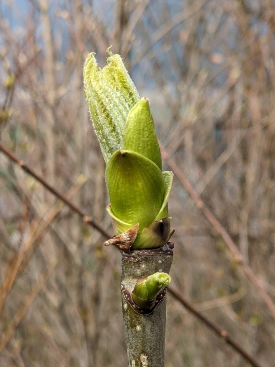 南三里山・行司岳 / Junyaさんの三里山・行司岳の活動日記 | YAMAP / ヤマップ