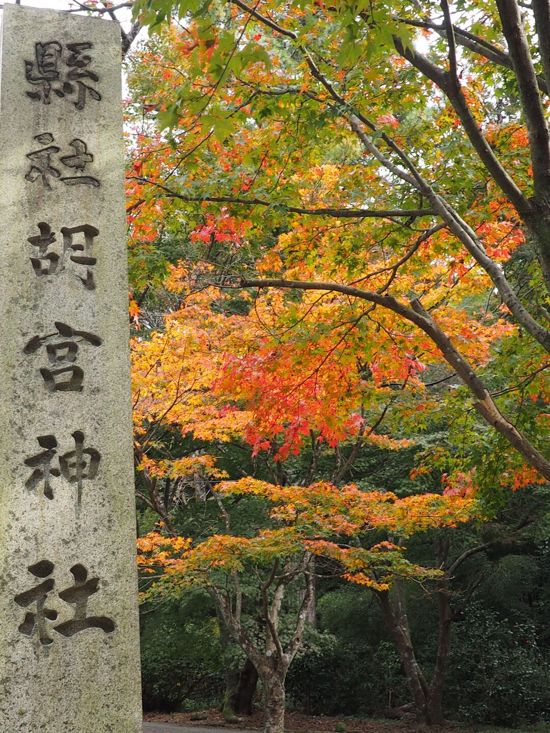 滋賀県多賀町の胡宮（このみや）神社も、... / sensaさんのモーメント | YAMAP / ヤマップ