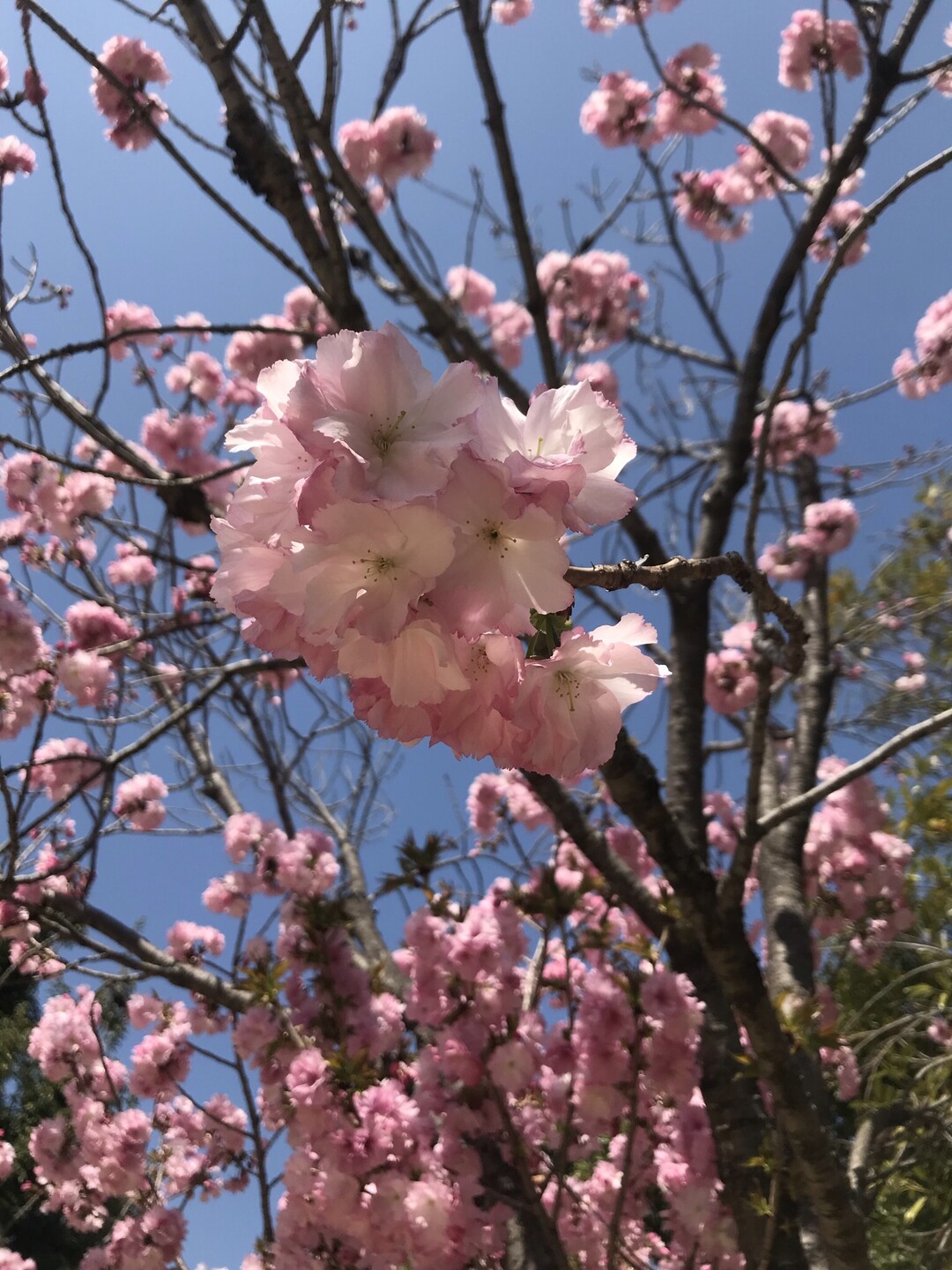 いつもは自転車だけど、今日はお天気が良い... / mihoさんのモーメント | YAMAP / ヤマップ