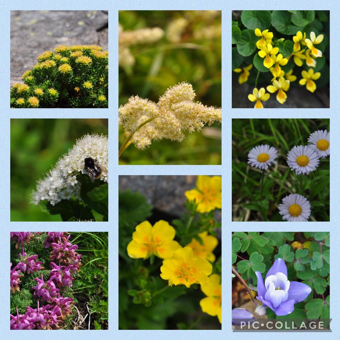 遠征vol.2 早池峰山-2024-06-22 / Ayaやさんの早池峰山・薬師岳・鶏頭山の活動データ | YAMAP / ヤマップ