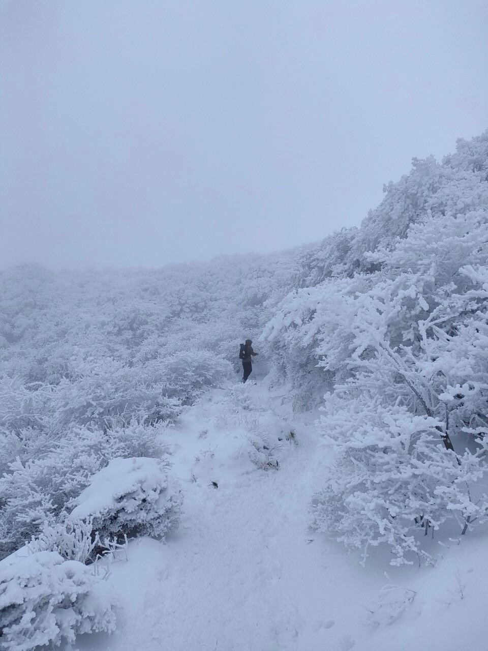 登り納めはホワイトくじゅう♫ / chiezさんの九重山（久住山）・大船山・星生山の活動データ | YAMAP / ヤマップ