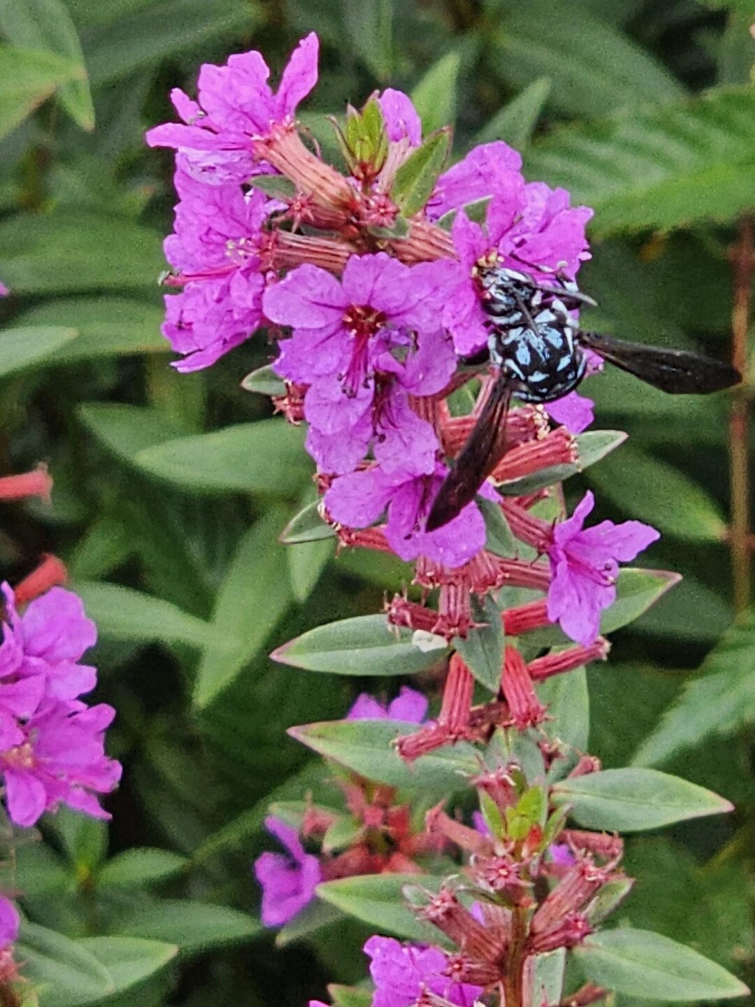 今年も会ってきました🐝🐝🐝 / sayoさんのモーメント | YAMAP / ヤマップ