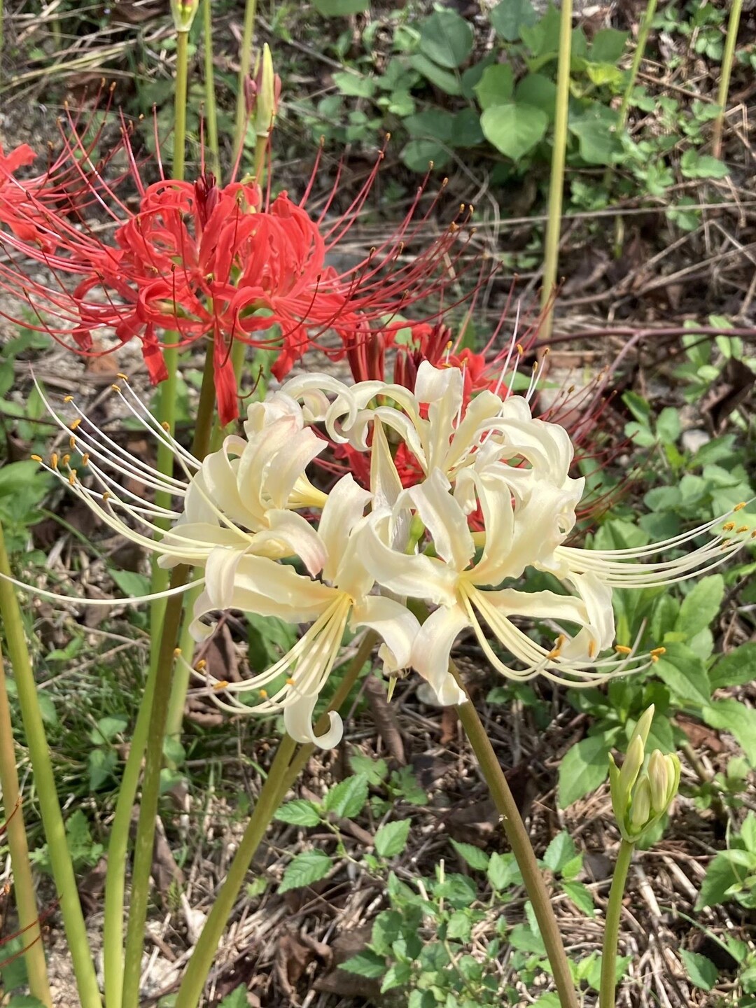 宝山湖&有明浜 / tairaさんの四国遍路その19の活動データ | YAMAP / ヤマップ