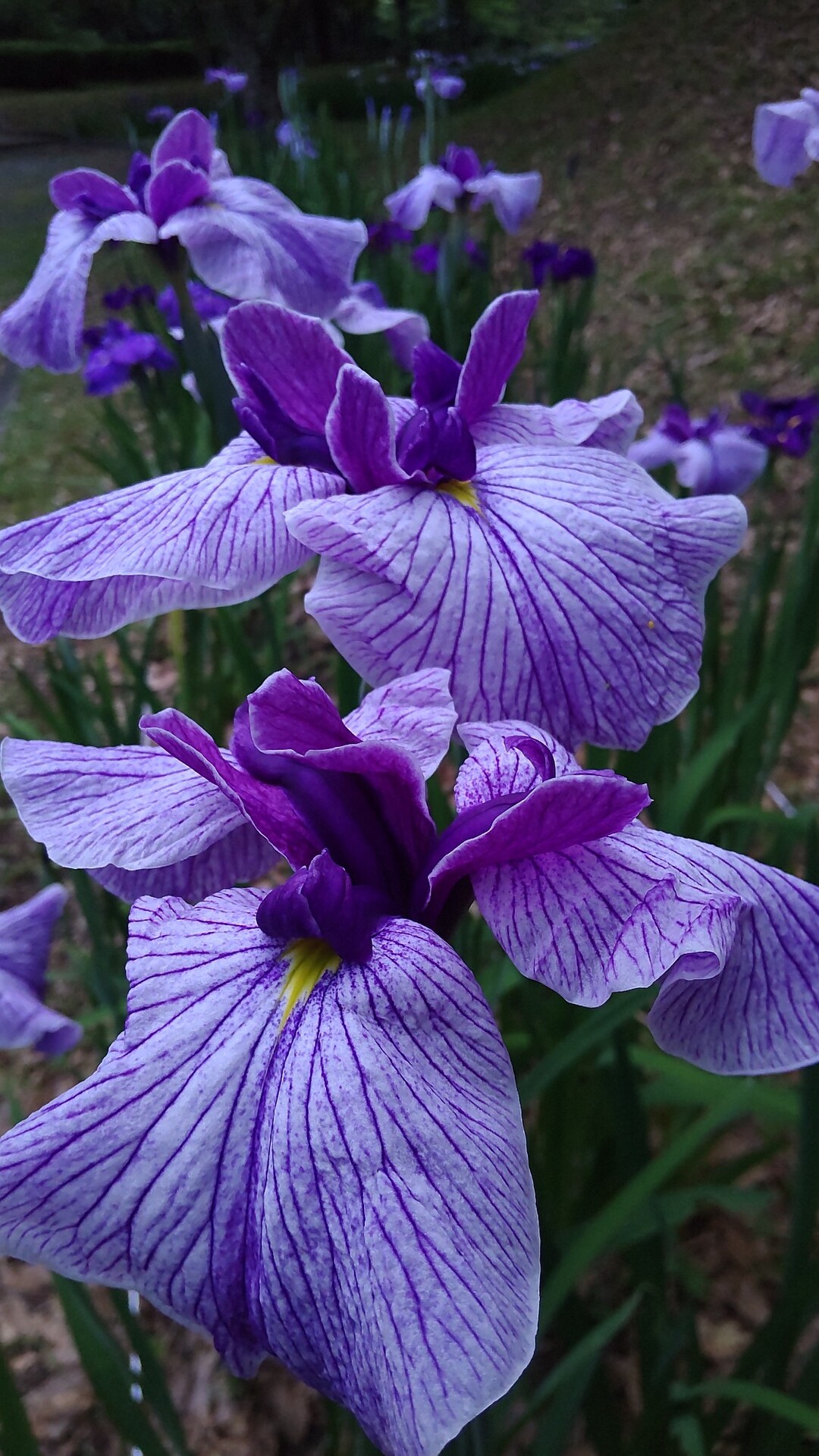 立岡自然公園の菖蒲鑑賞 夕暮れ過ぎた夜... / naoさんのモーメント | YAMAP / ヤマップ