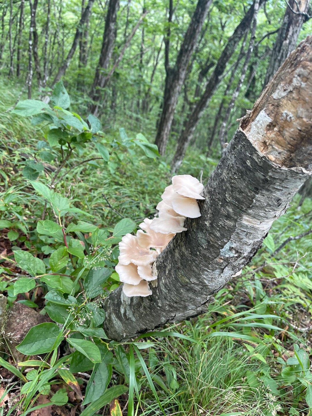 一の森 ニの森 三の森 / izumi.moさんの芽室岳・久山岳・剣山の活動データ | YAMAP / ヤマップ