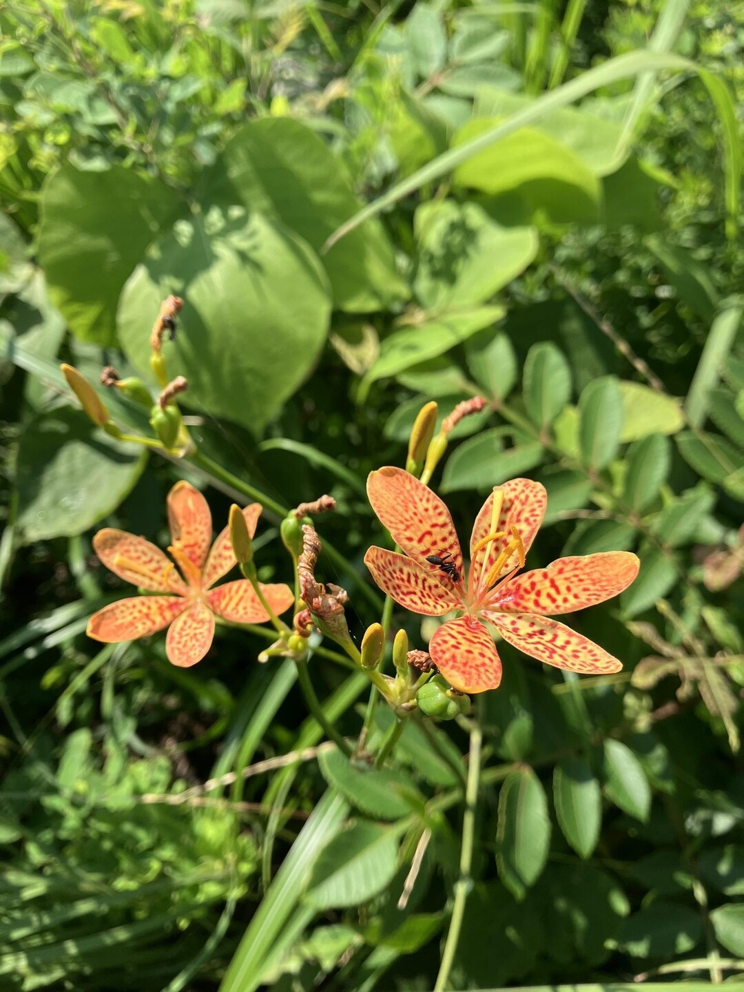 お花を探しに大平山、四方台、貫山、岩山へwith kiko-mamaさん😊🙌 / satomickyさんの平尾台・貫山・水晶山の活動日記 | YAMAP / ヤマップ