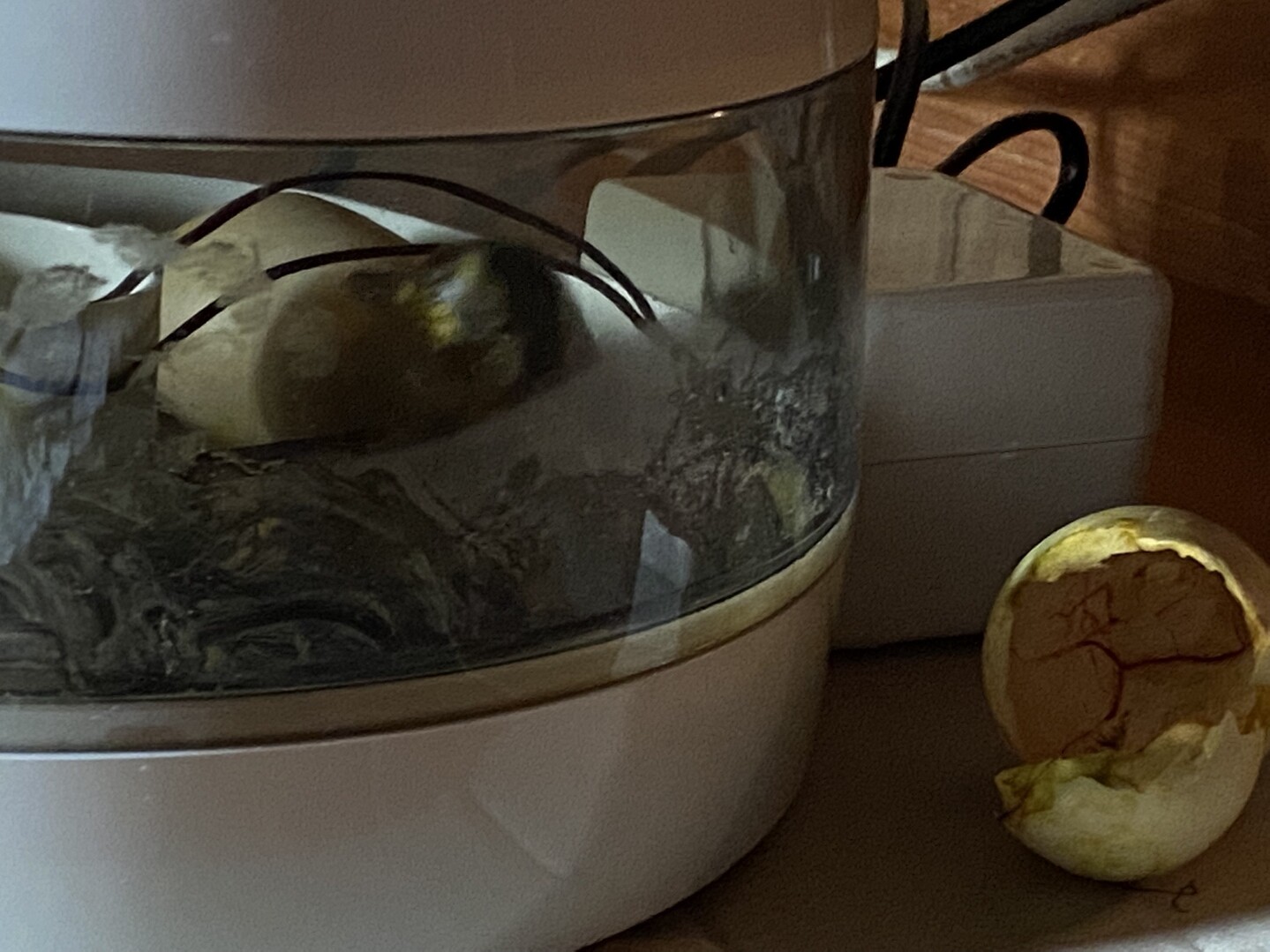 カルガモ、生まれました。写真1 写真では... / ken1ohtaさんのモーメント | YAMAP / ヤマップ