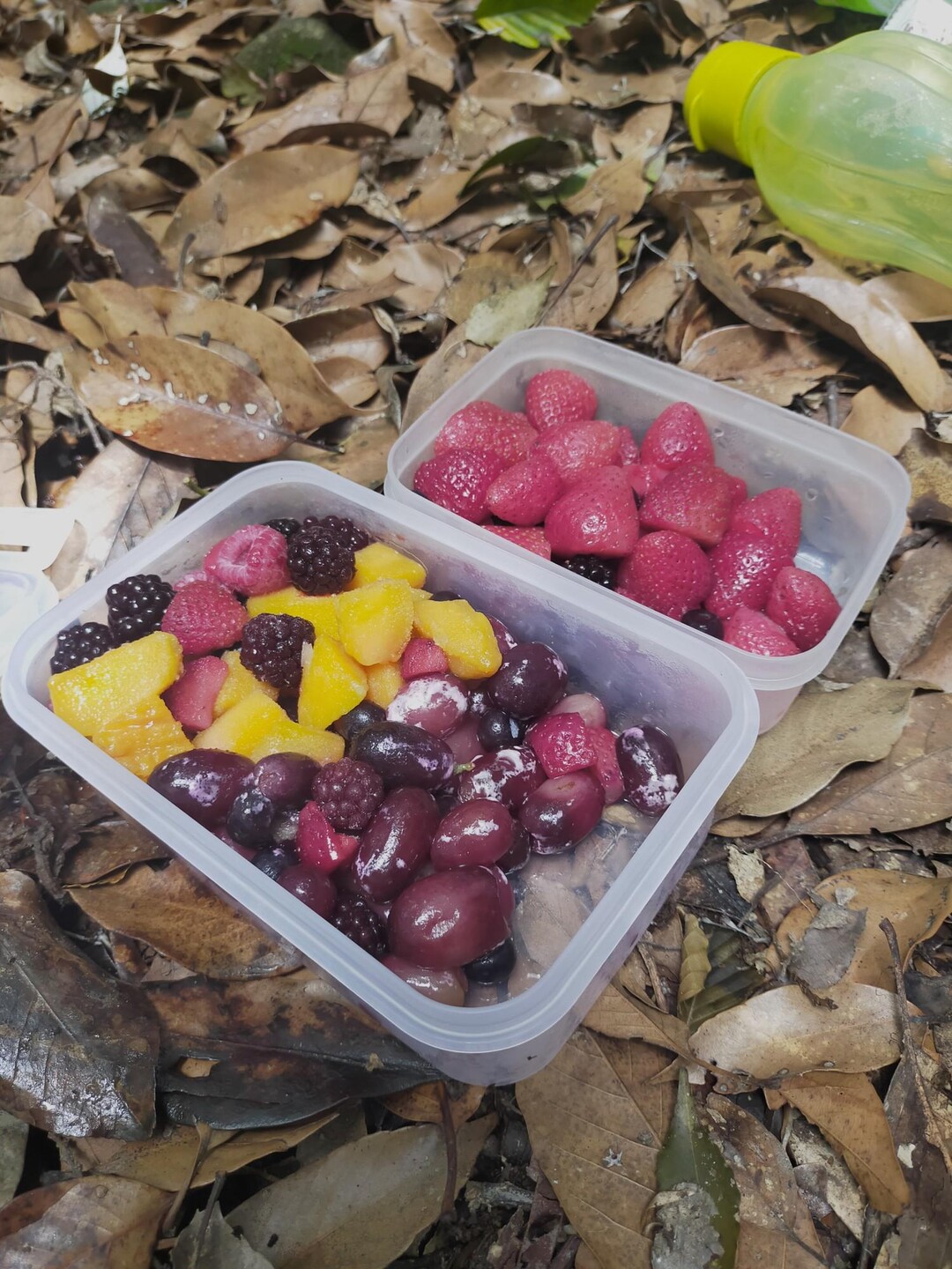 Mt. Sefuri to Kusembuyama / Hannekeさんの脊振山・金山の活動データ | YAMAP / ヤマップ