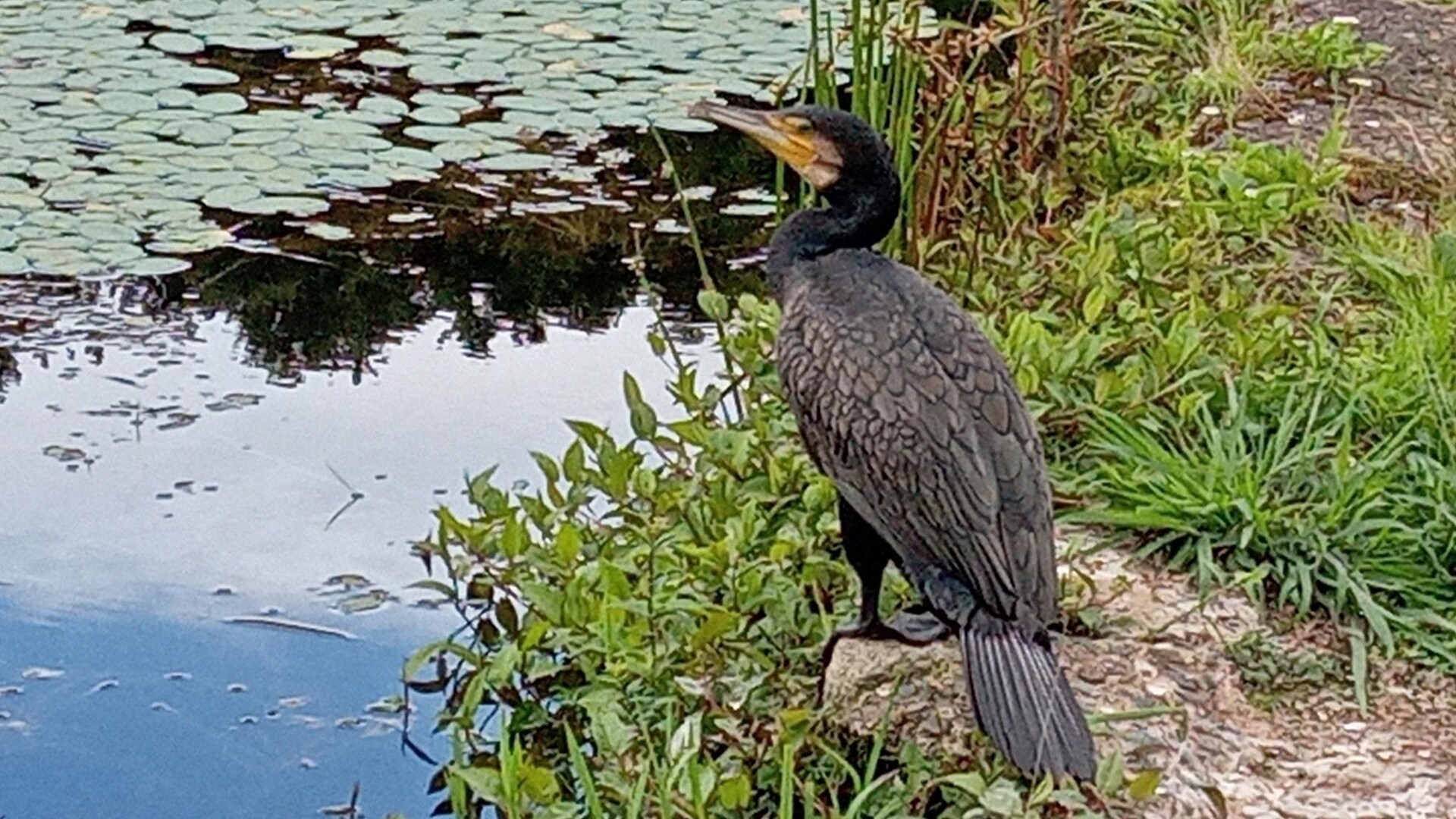 897ピーク・作礼山・作礼山東峰（権現山） / のぶりんさんの作礼山の活動データ | YAMAP / ヤマップ