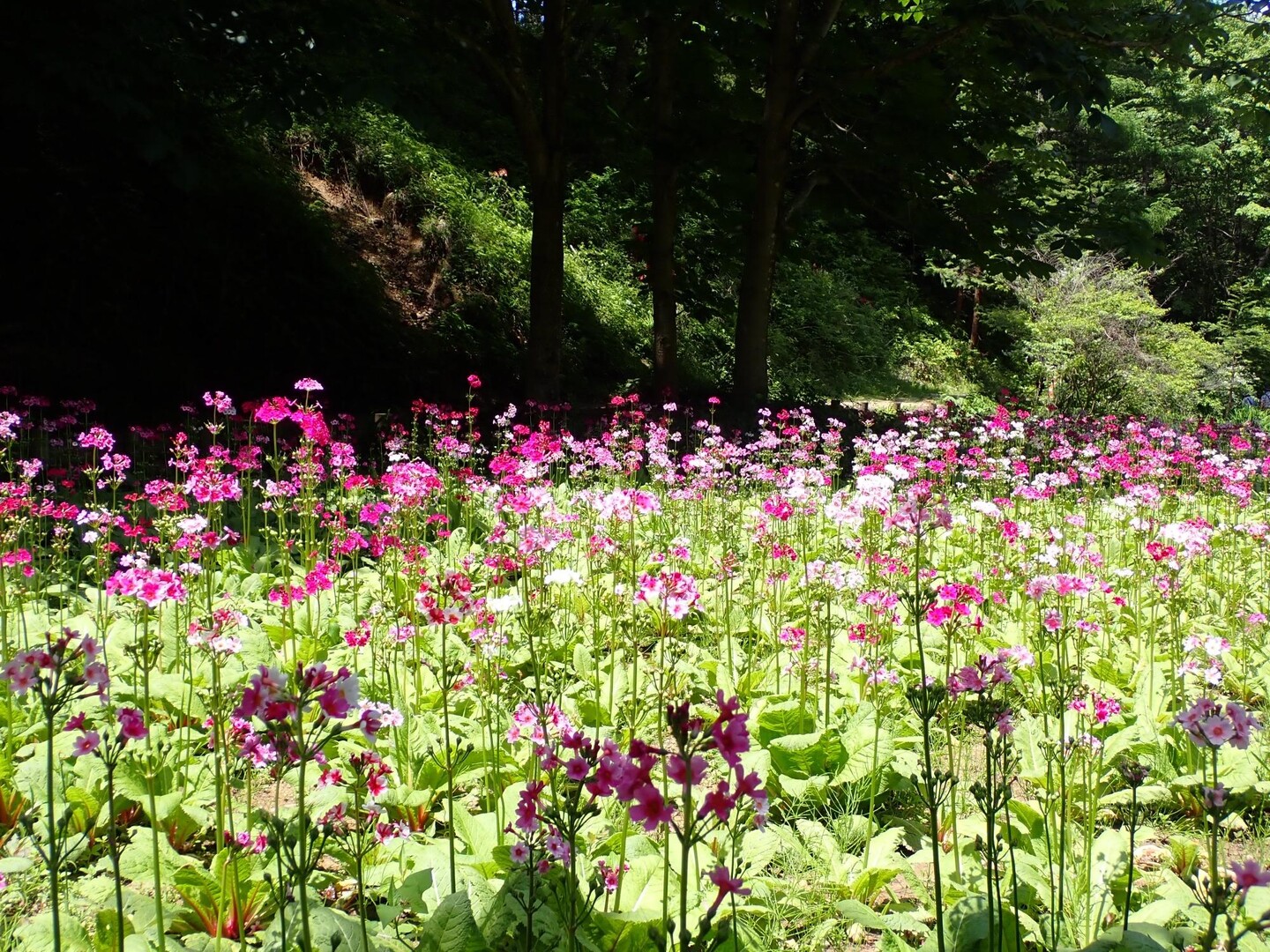 喬木村九十九谷森林公園 クリンソウ園etc.-2024-05-21 / hiichan34さんのウォーキングの活動データ | YAMAP / ヤマップ