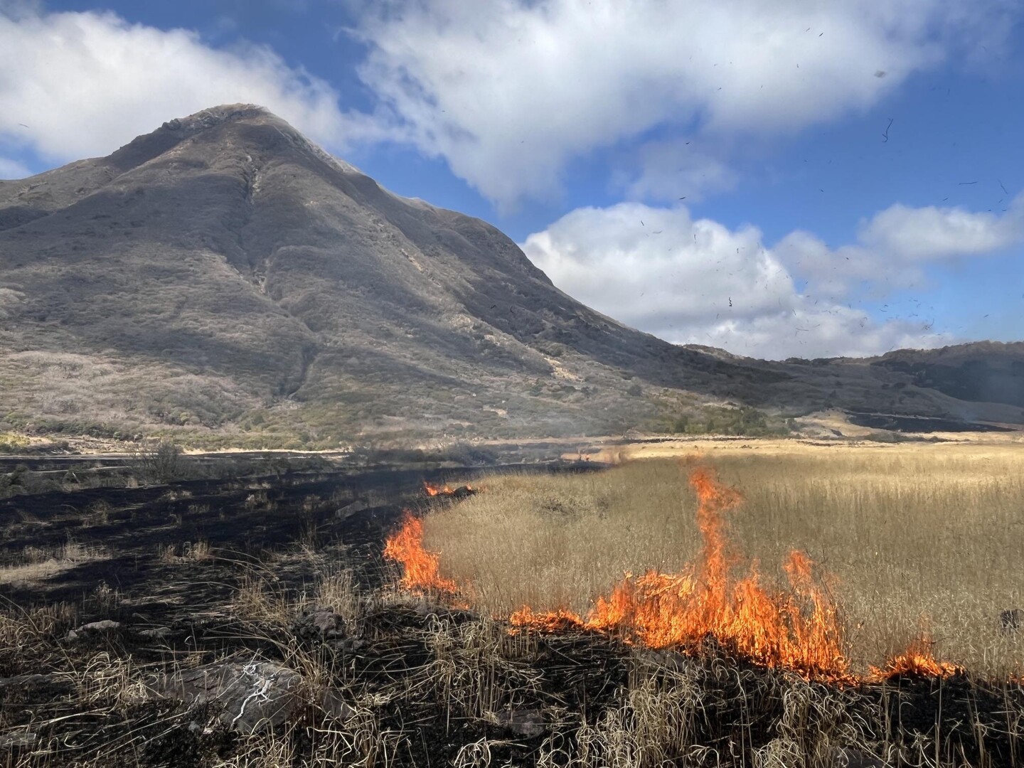 坊ガツルに春が来た🔥 / GaKuさんの九重山（久住山）・大船山・星生山の活動データ | YAMAP / ヤマップ