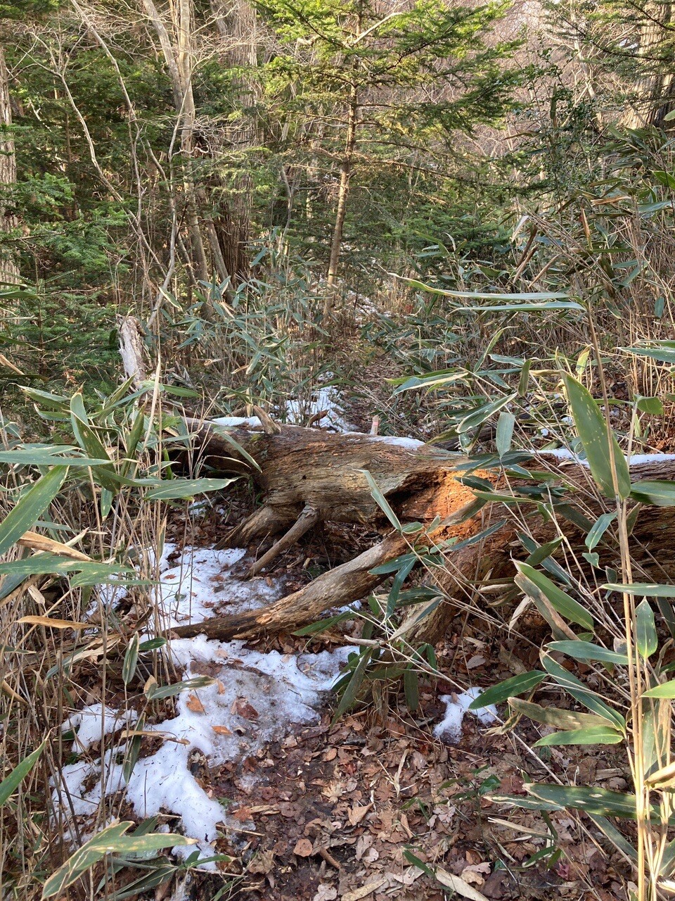 Yoshimiさんの投稿したフィールドメモ | YAMAP / ヤマップ