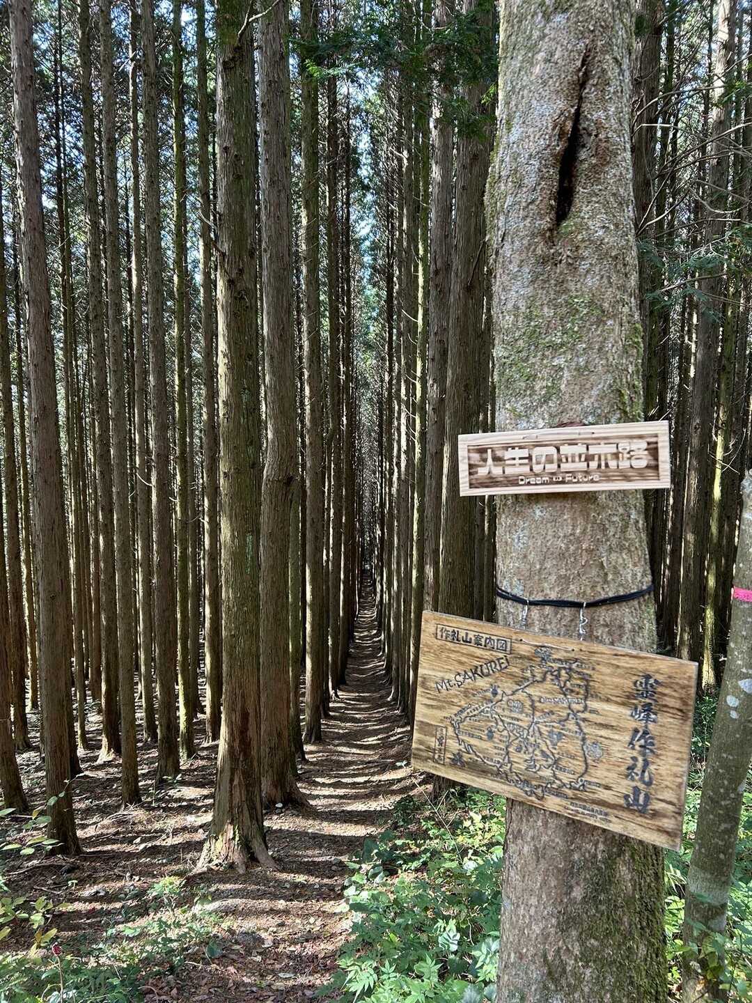 作礼山東峰（権現山）・作礼山・897ピーク / とんぬらさんの作礼山の活動日記 | YAMAP / ヤマップ