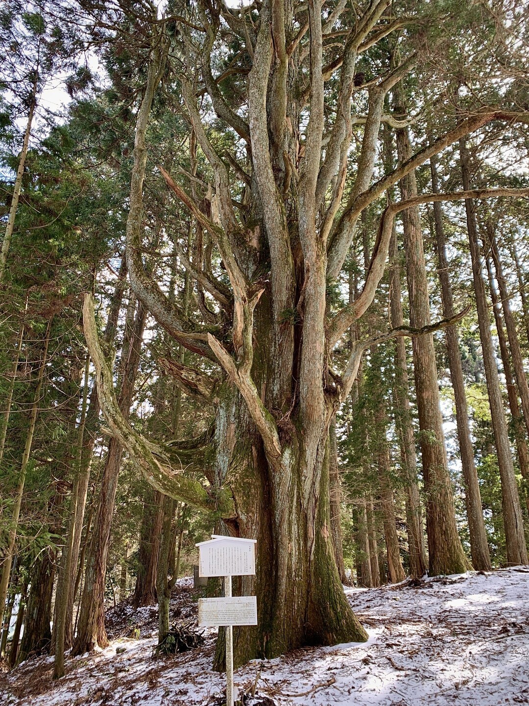先日の高縄山の登山記事をブログに追加しま... / やまゆう@しこぐらさんのモーメント | YAMAP / ヤマップ