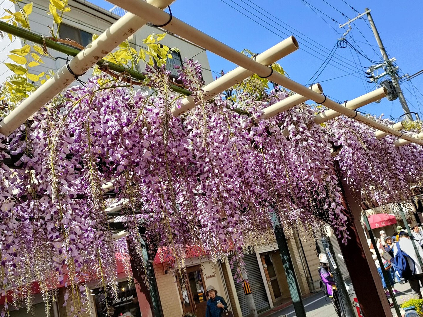 野田ふじウォーキング-2024-04-14 / terryさんさんのウォーキングの活動データ | YAMAP / ヤマップ