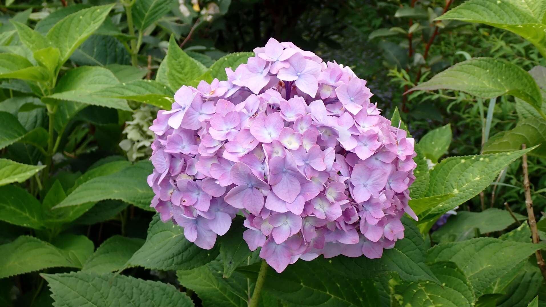 森林公園迄ウォーキング / akadake5さんのウォーキングの活動データ | YAMAP / ヤマップ