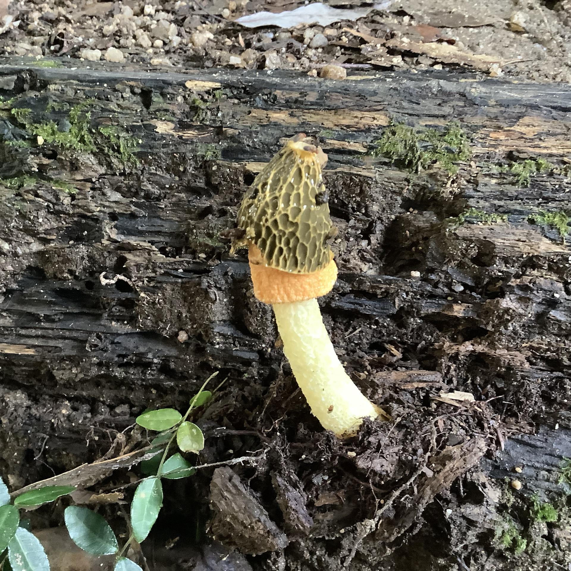 ウスキキヌガサダケ観察記です💛💛 ... / いちごさんのモーメント | YAMAP / ヤマップ