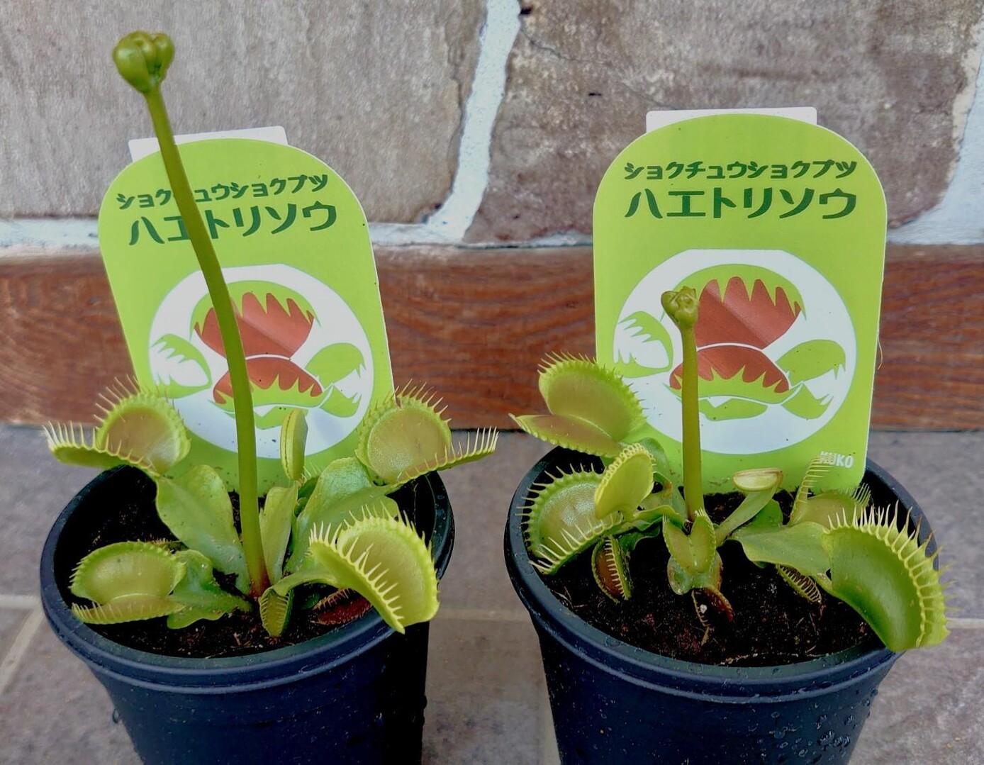 ホームセンターでハエトリソウを買って来ま... / Ryuさんのモーメント | YAMAP / ヤマップ