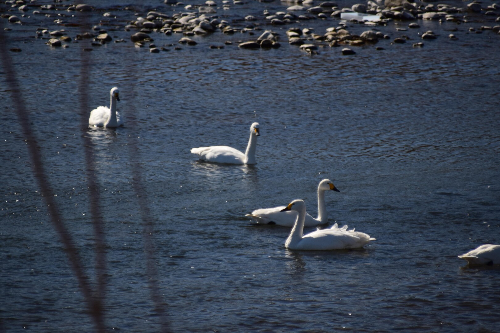 新鏑川橋の白鳥。 今年は飛来が少ないら... / nm25さんのモーメント | YAMAP / ヤマップ