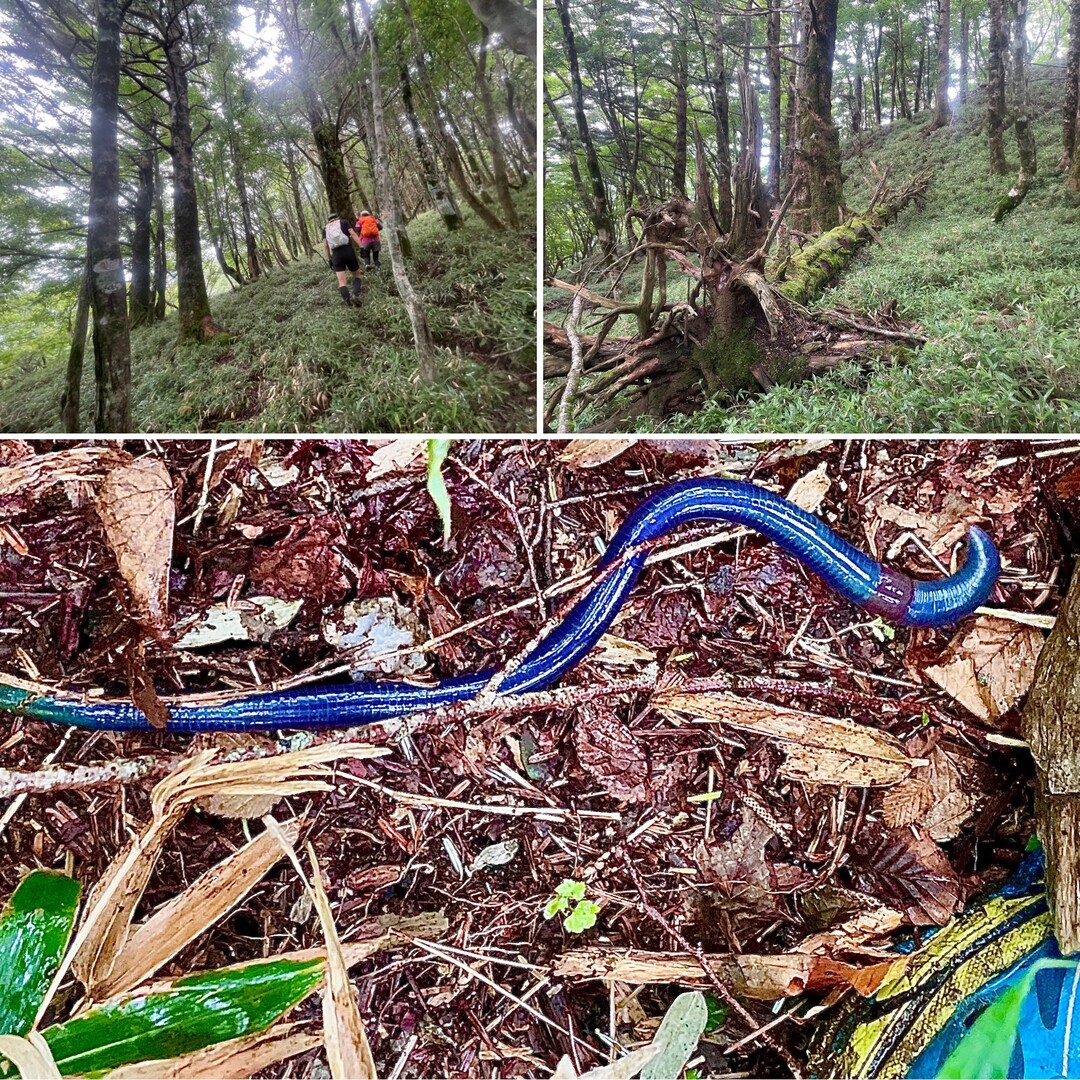 東祖谷で出逢った生き物 1枚目カンタロ... / xmatyoさんのモーメント | YAMAP / ヤマップ