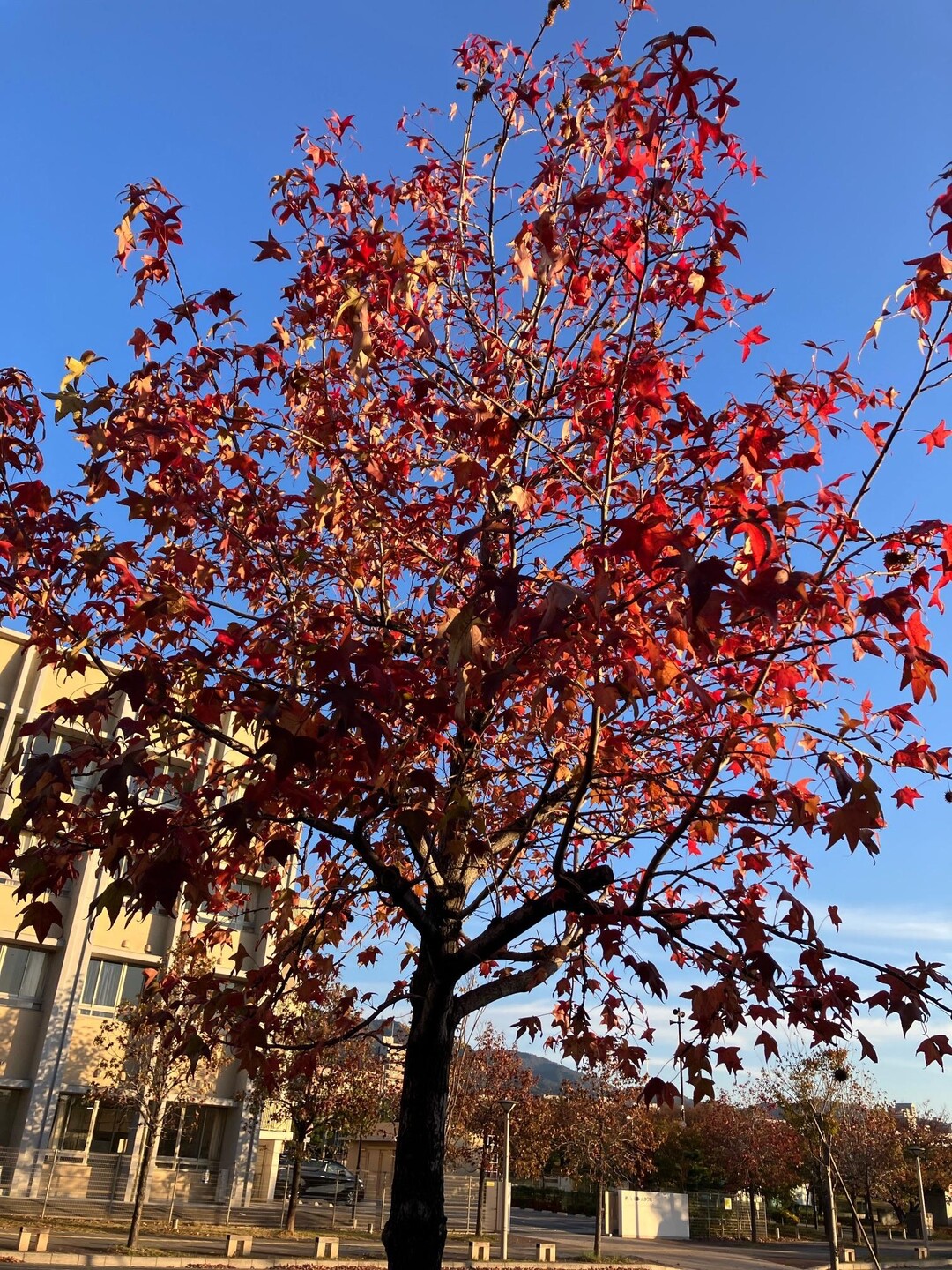 🚶‍♂️朝は冷んやり🚶‍♂️☀️お昼はポカポカ☀️ / masさんのウォーキングの活動データ | YAMAP / ヤマップ