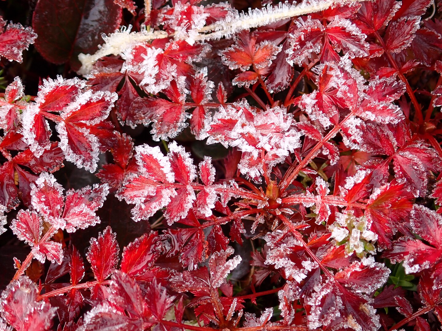秋が深まる八方尾根から唐松岳へ！(^_-) / 3110さんの白馬八方尾根スキー場の活動データ | YAMAP / ヤマップ
