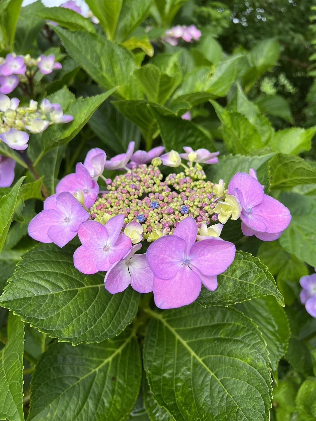 モーメントって何だ って事で庭のアジサ... / ZO-kunさんのモーメント | YAMAP / ヤマップ