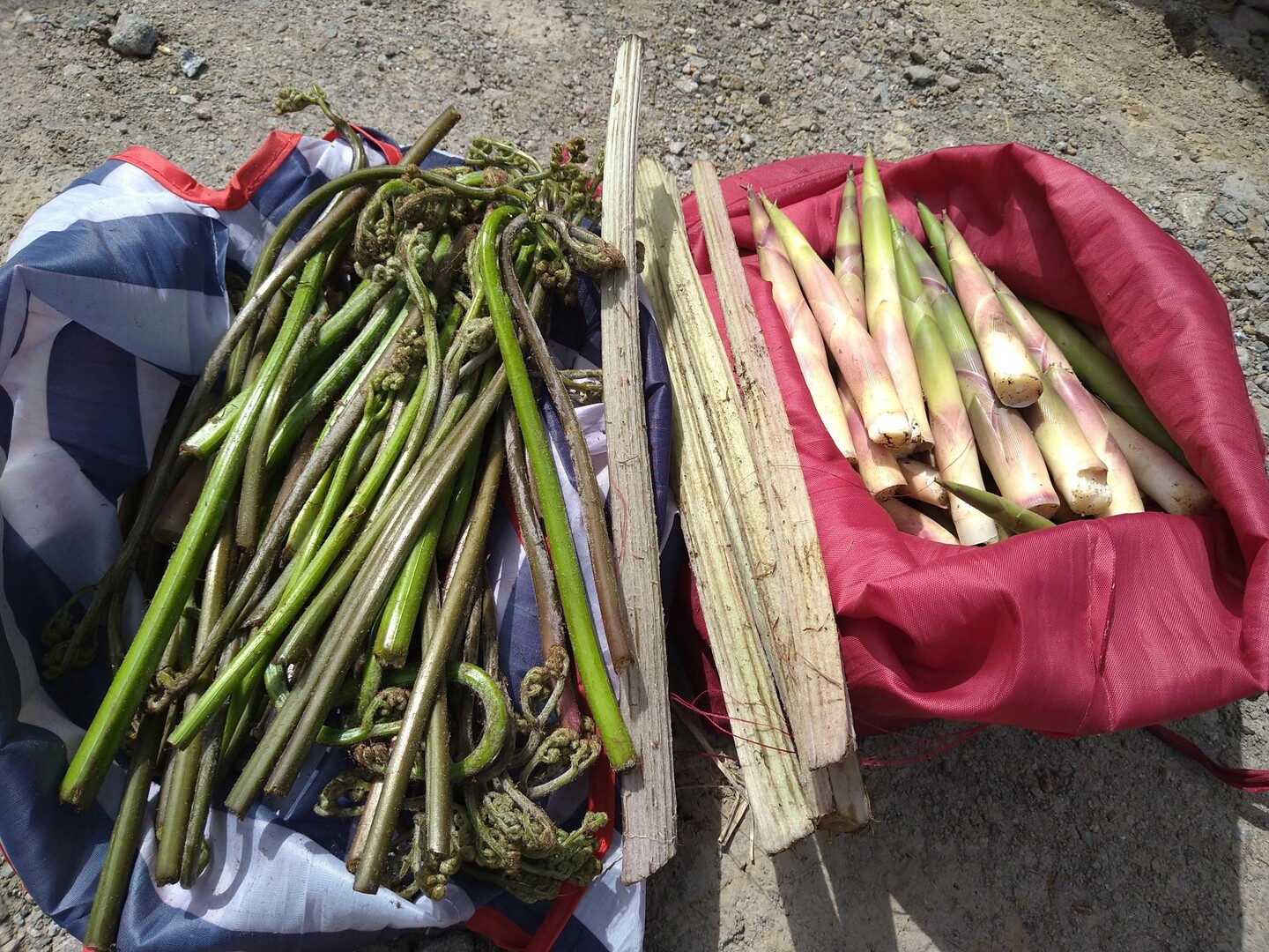 GW最終日 私は連休ではありませんでした... / あぶねぇベアーさんのモーメント | YAMAP / ヤマップ