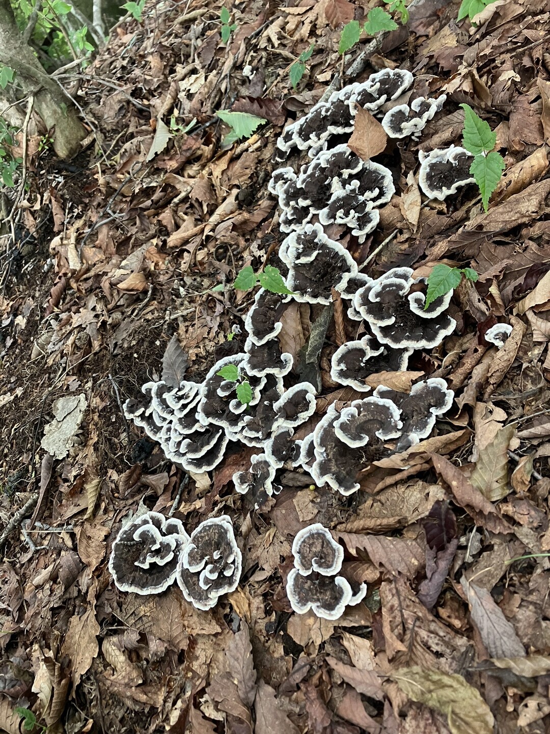 釈迦ヶ岳 / ROMIさんの釈迦ヶ岳・大栃山の活動データ | YAMAP / ヤマップ