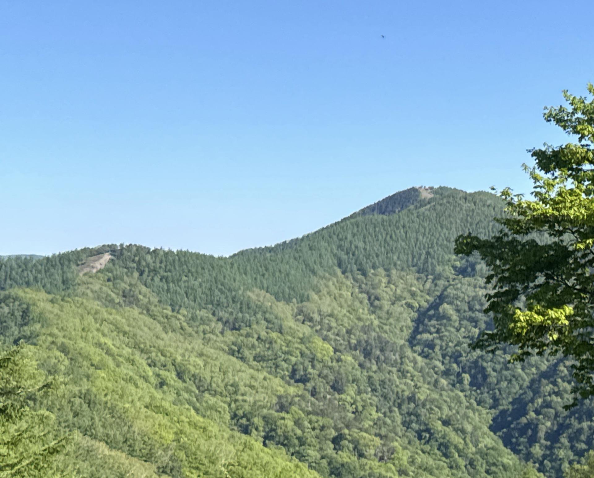 初夏の風薫る尾根道へ 雲取山 / Toshiiさんの雲取山・鷹ノ巣山・七ツ石山の活動データ | YAMAP / ヤマップ