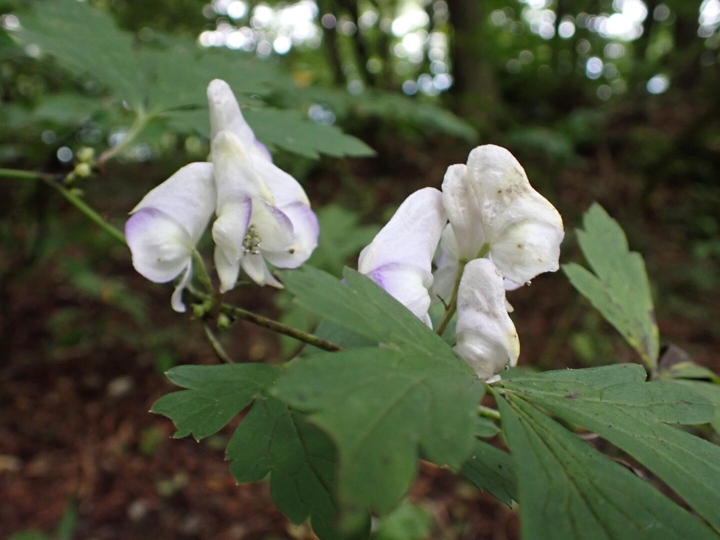 移ヶ岳 / to-yoshi（よしだ）さんの移ヶ岳の活動データ | YAMAP / ヤマップ