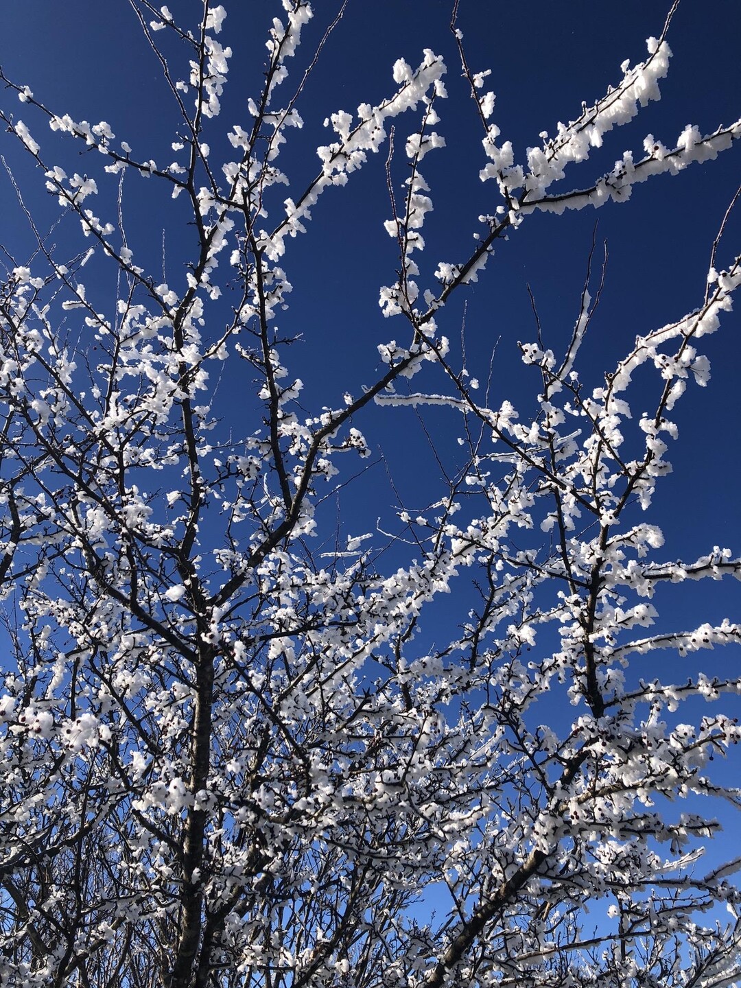 黒檜山・駒ヶ岳 / mihoさんの赤城山・黒檜山・荒山の活動データ | YAMAP / ヤマップ