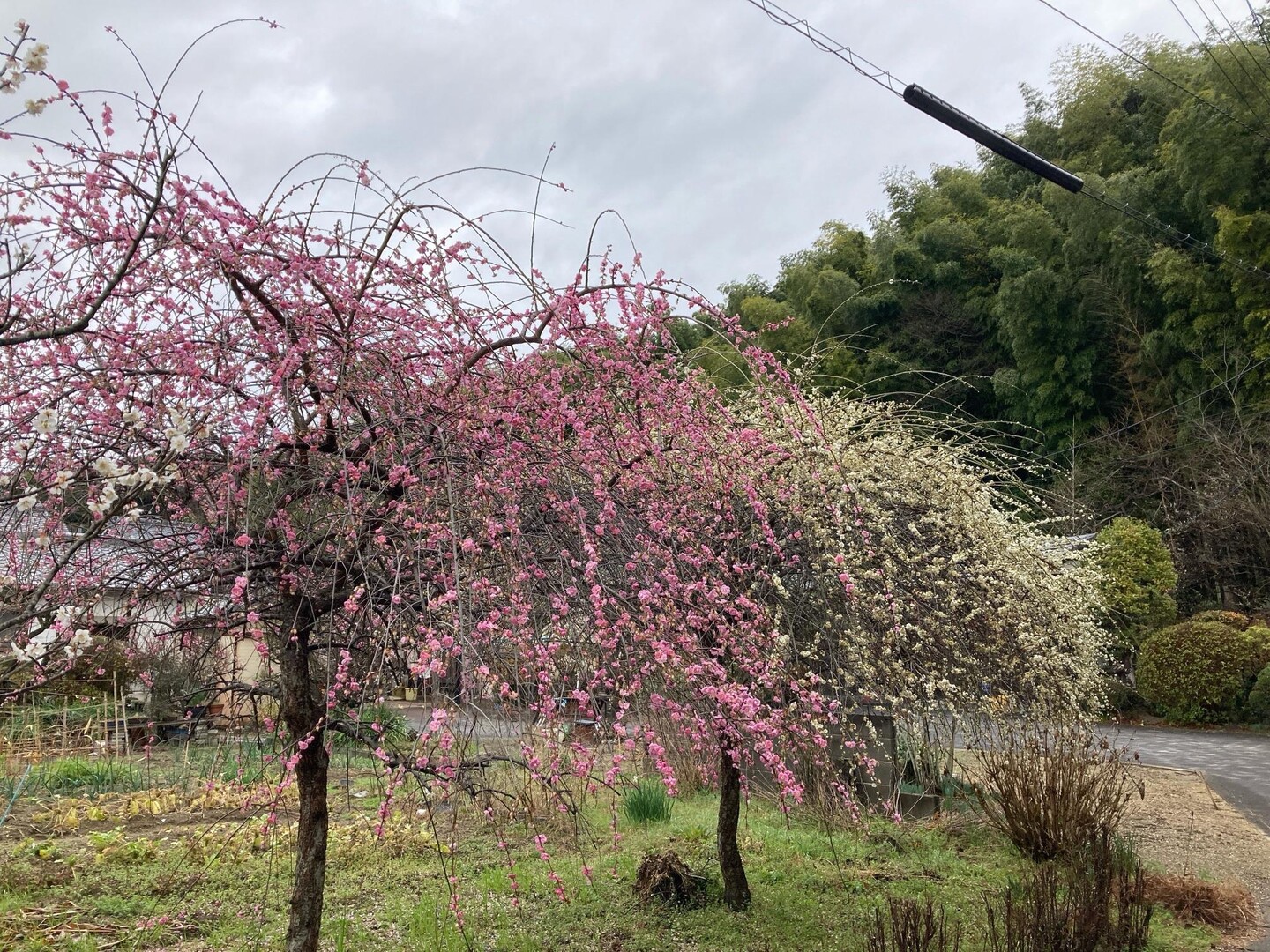 鴻ノ巣山（青谷梅林） / Samさんの鴻ノ巣山の活動データ | YAMAP / ヤマップ