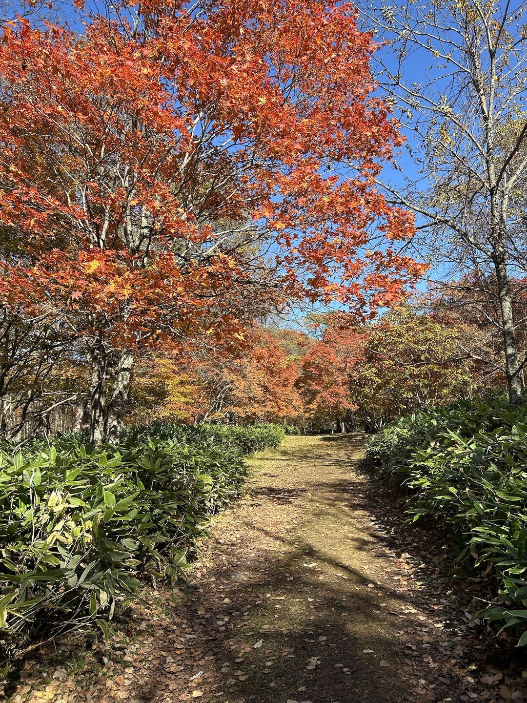 福原山荘にも行って紅葉🍁 帰りは士幌の... / ni43さんのモーメント | YAMAP / ヤマップ