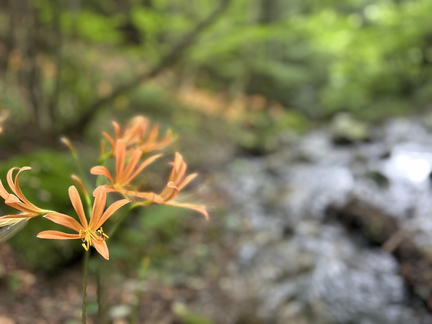 キツネノカミソリを求めて / Saoriさんの雷山・井原山の活動データ | YAMAP / ヤマップ