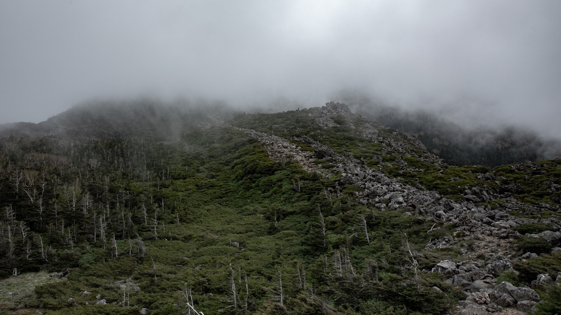 西天狗岳・東天狗岳 2020-06-21 / cure_tmkさんの八ヶ岳（赤岳・硫黄岳・天狗岳）の活動データ | YAMAP / ヤマップ