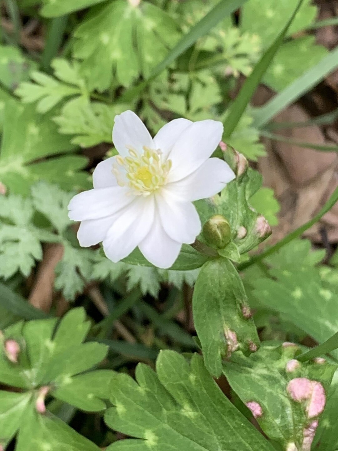 九州遠征1日目 2023-03-22 / Atto-Rieさんのウォーキングの活動データ | YAMAP / ヤマップ