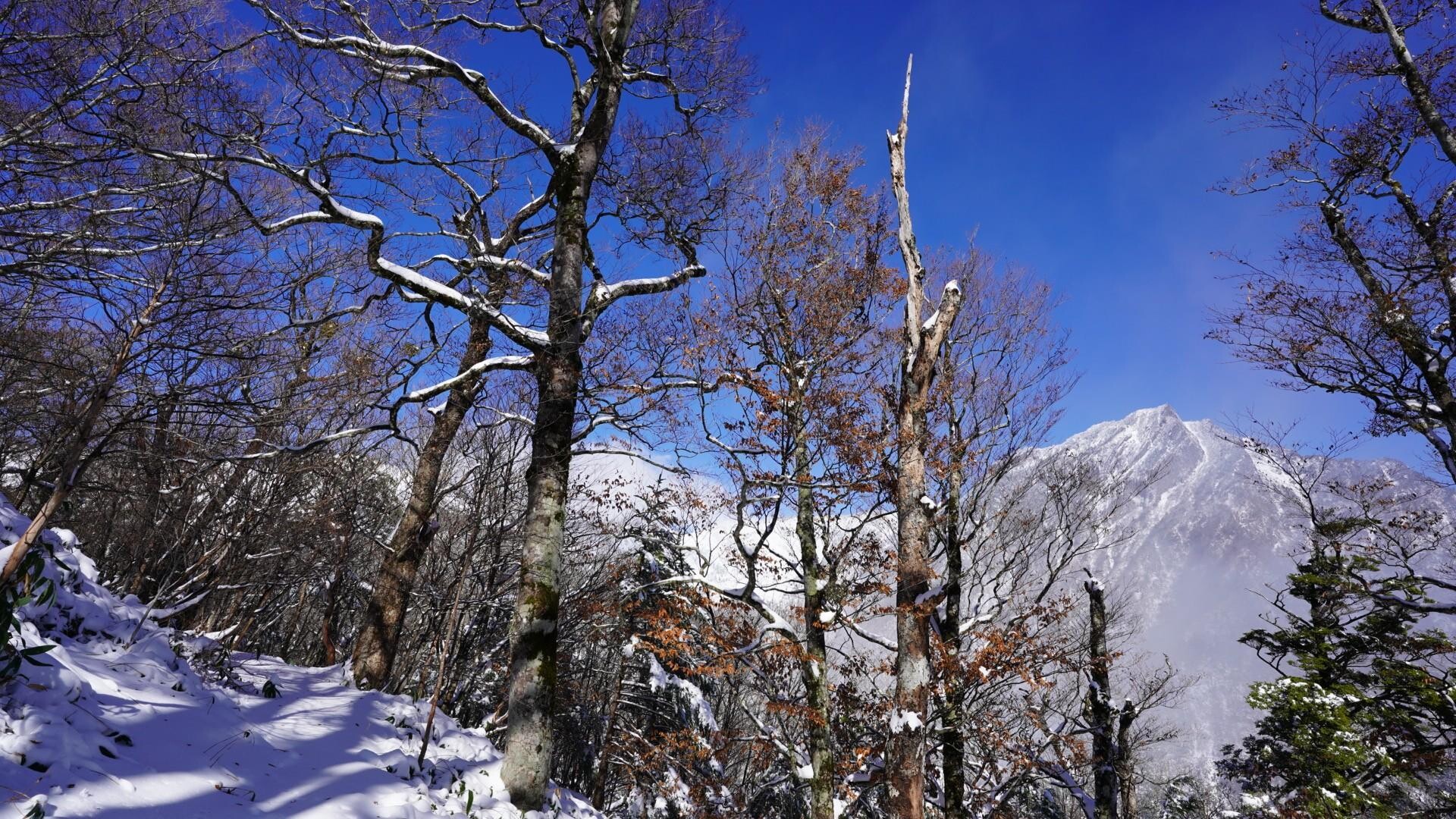 面河山2023.11.19 / ENAJIさんの石鎚山・堂ヶ森・二ノ森の活動データ | YAMAP / ヤマップ