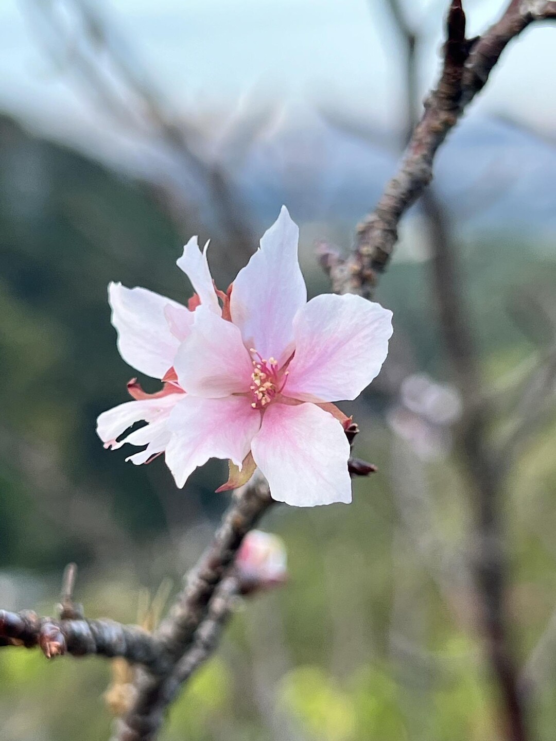 二上山（雌岳）サクラ咲く🌸 / sinoさんさんの金剛山・二上山・大和葛城山の活動データ | YAMAP / ヤマップ