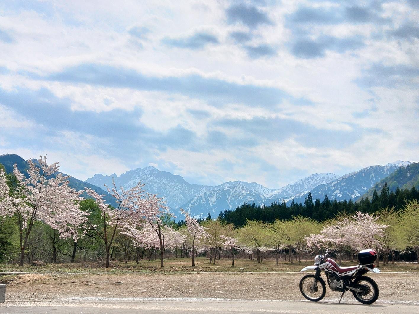 剱岳🏔️と思川桜🌸です 早咲きの剱桜... / naoさんのモーメント | YAMAP / ヤマップ